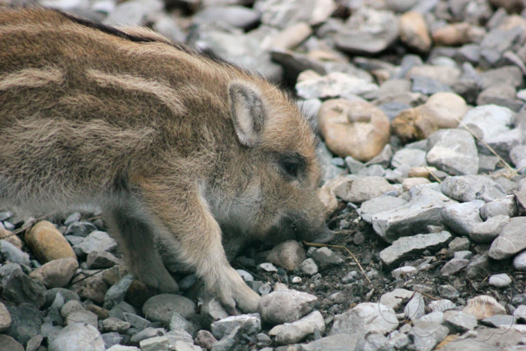 Alpenwildpark auf dem Pfänder - Fabulatoria