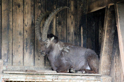 Alpenwildpark auf dem Pfänder - Fabulatoria