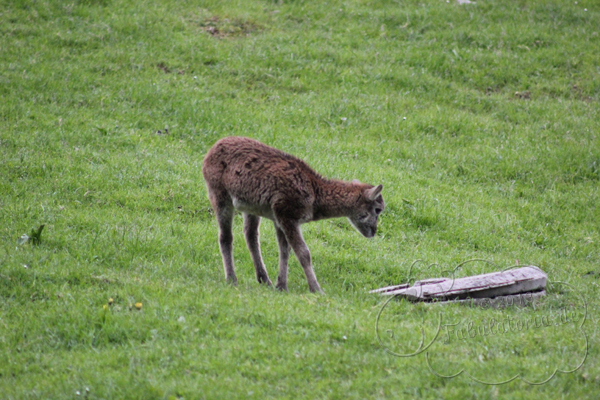 Alpenwildpark auf dem Pfänder - Fabulatoria