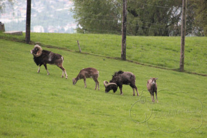 Alpenwildpark auf dem Pfänder - Fabulatoria