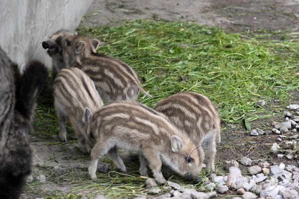 Alpenwildpark auf dem Pfänder - Fabulatoria